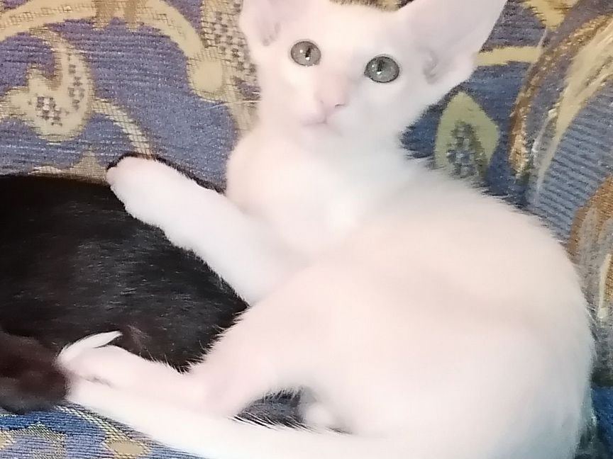 Ориентальный котенок