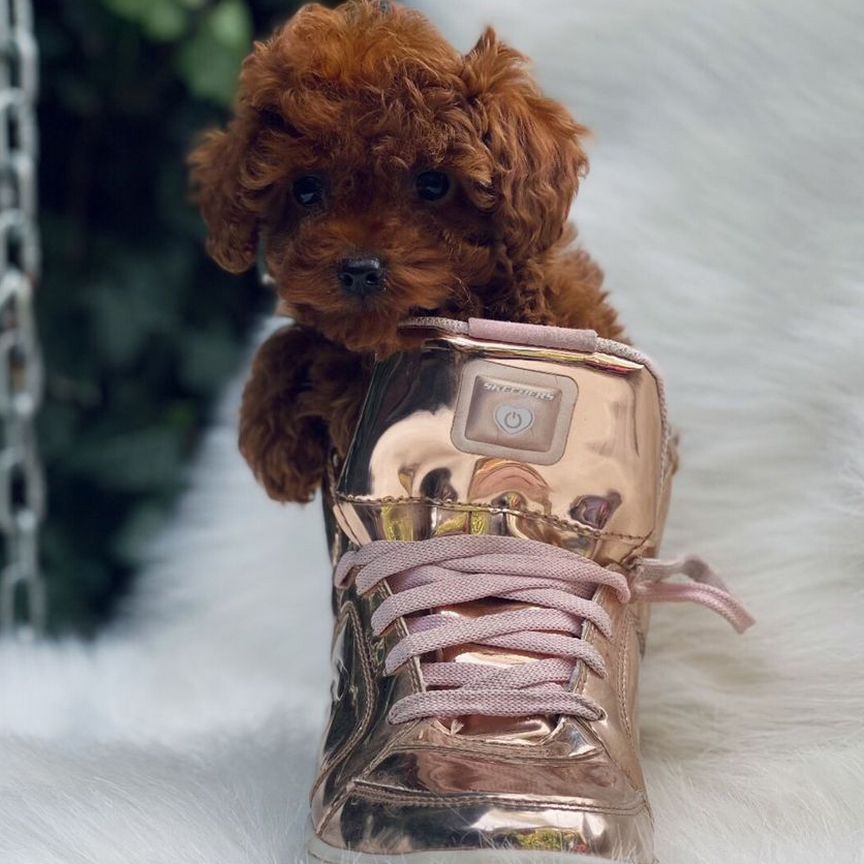 Милашки мальтипу