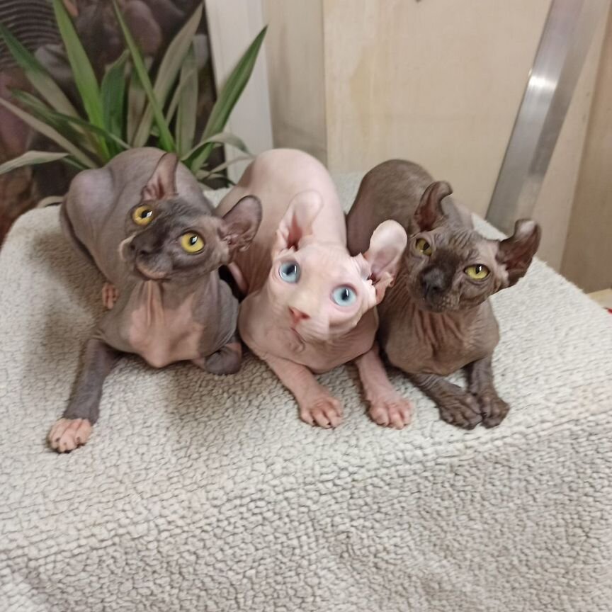 Котята подростки