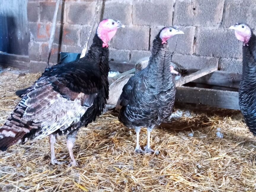 Домашняя птица индюк