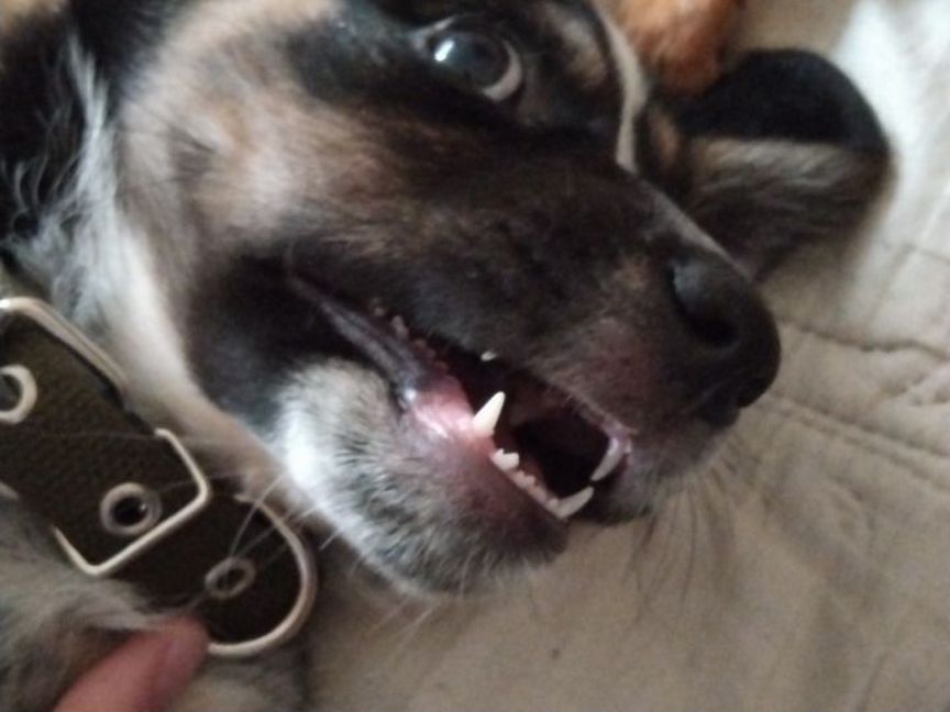 Славный щенок в добрые руки