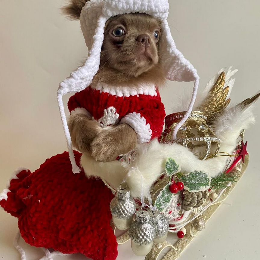 Мальчик чихуахуа