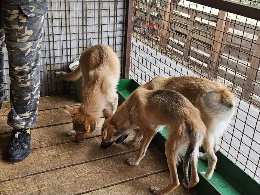 Молодые собаки (помесь борзой)