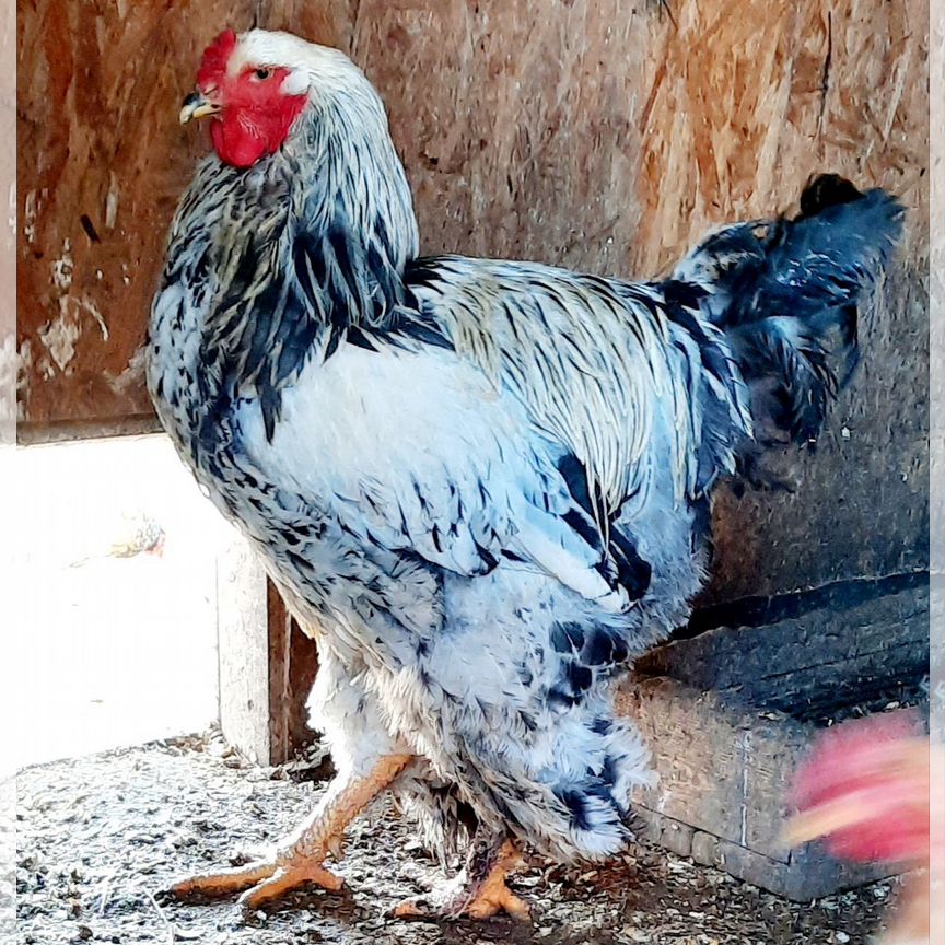 Петух брама