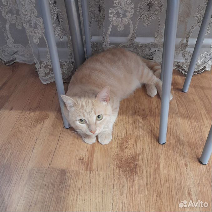 Котики ищут новый дом