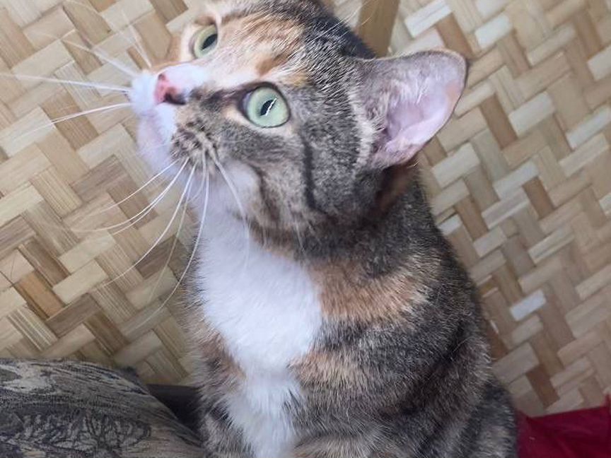 Очень ласковая кошка в поисках семьи