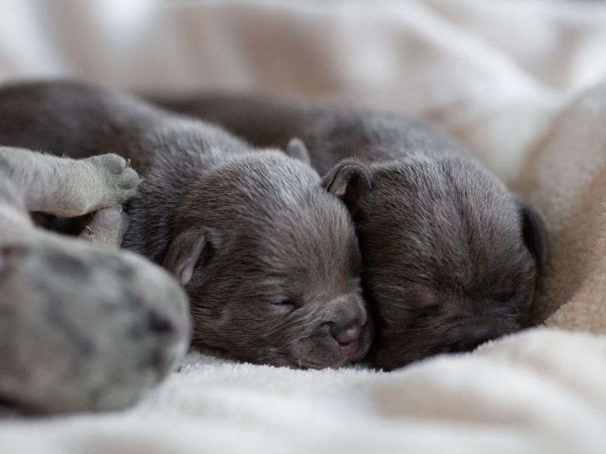 Френч булли