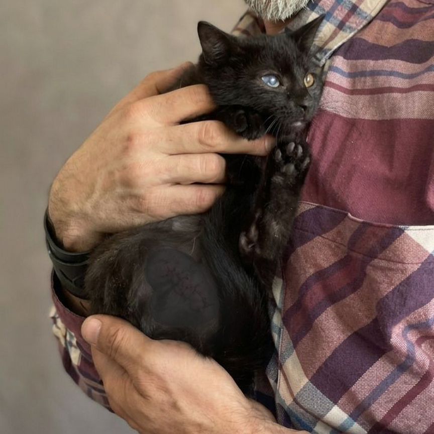 Котёнок в добрые руки