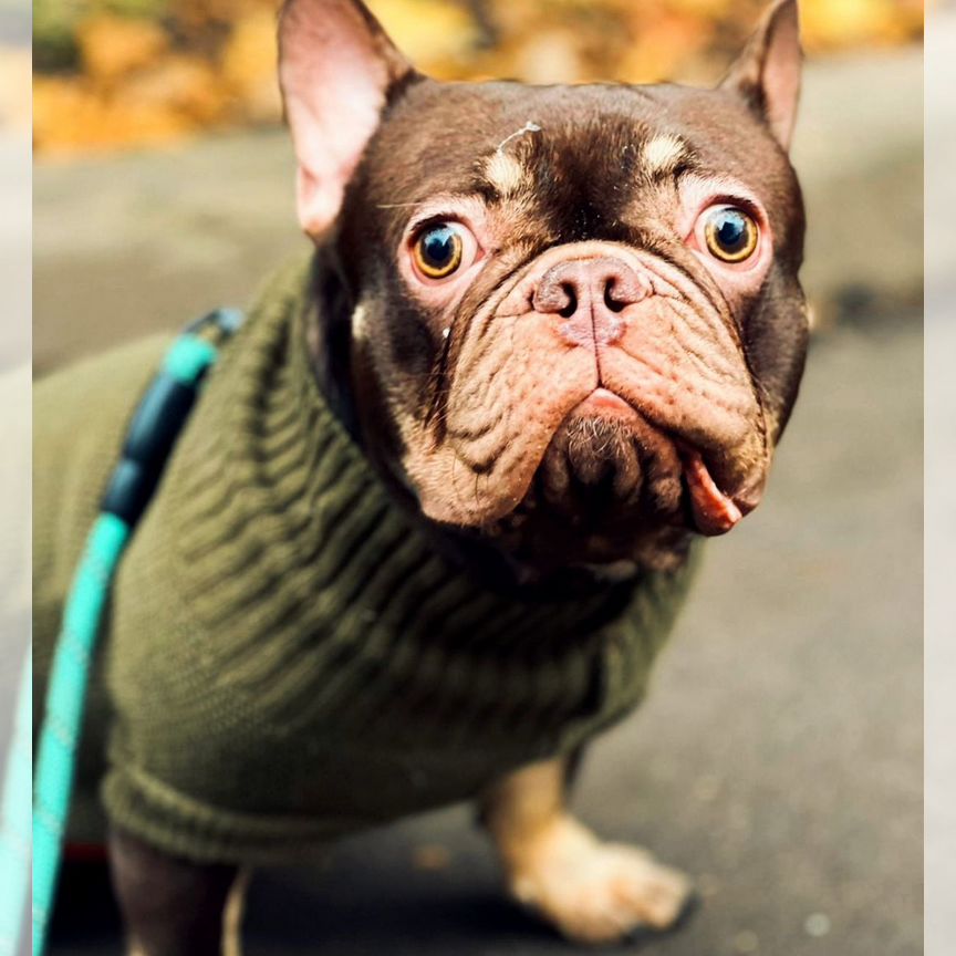 Французский бульдог, щенок