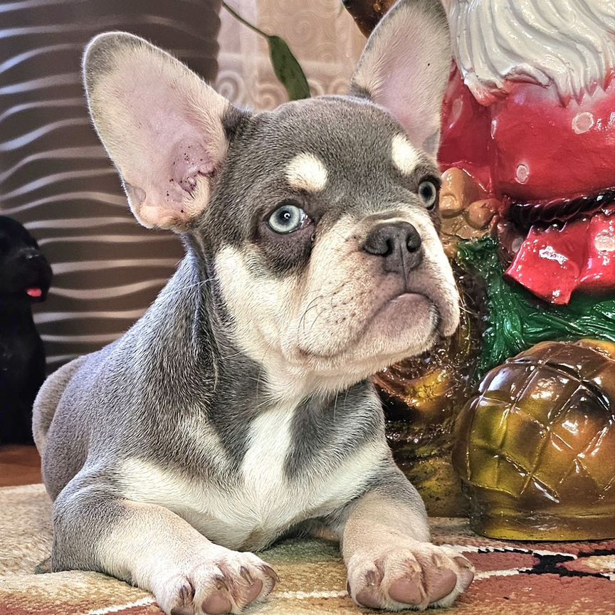 Лиловые мальчишки