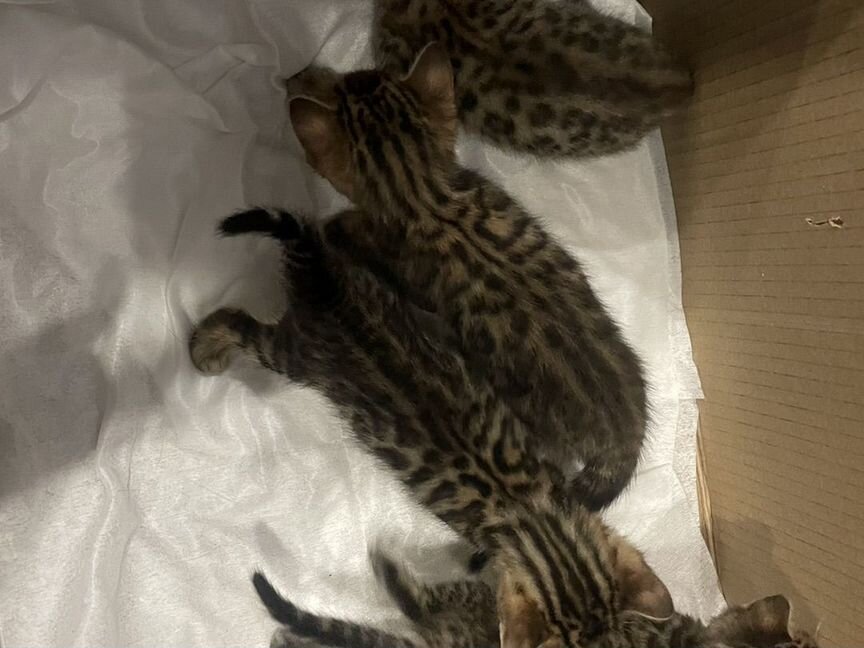 Бенгальская мальчишки и девчонки