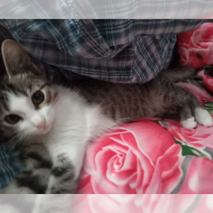 Котёнок в добрые руки