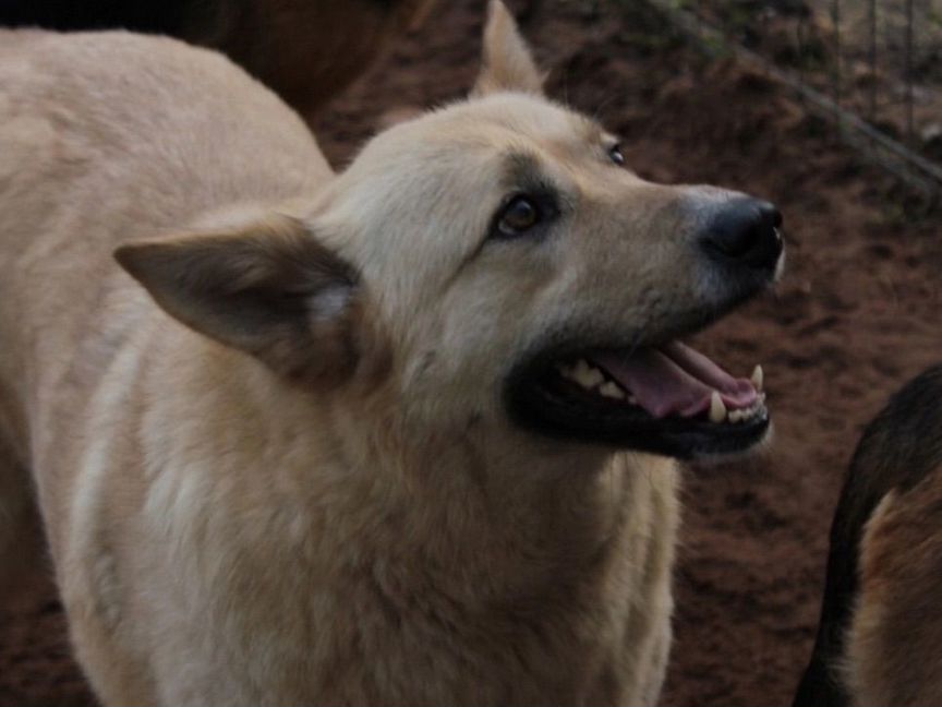 Собачка Ума из приюта ищет дом