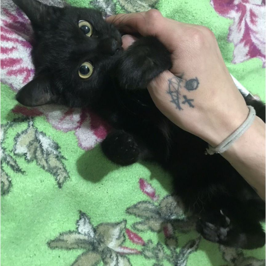 Сиамский котёнок