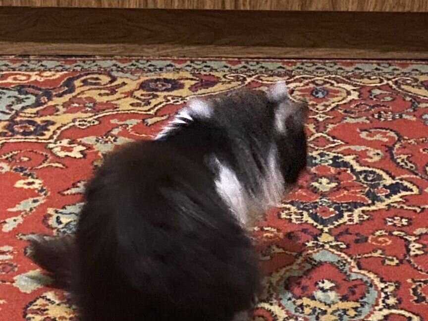 Кошка