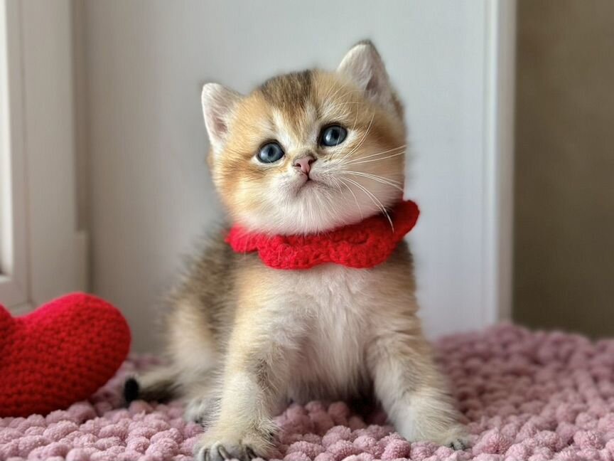 Котик-красавчик золотая шиншилла