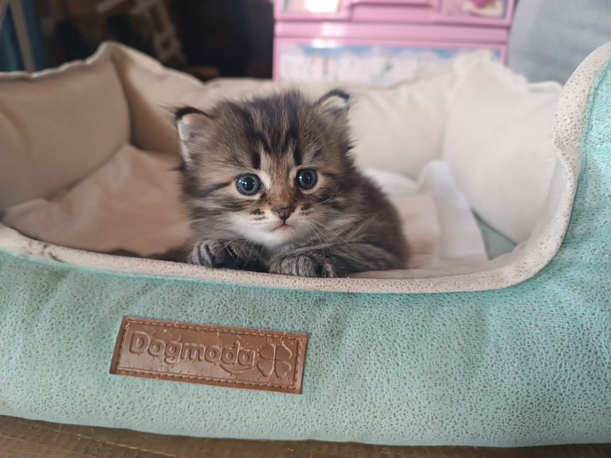 Котик бесплатно