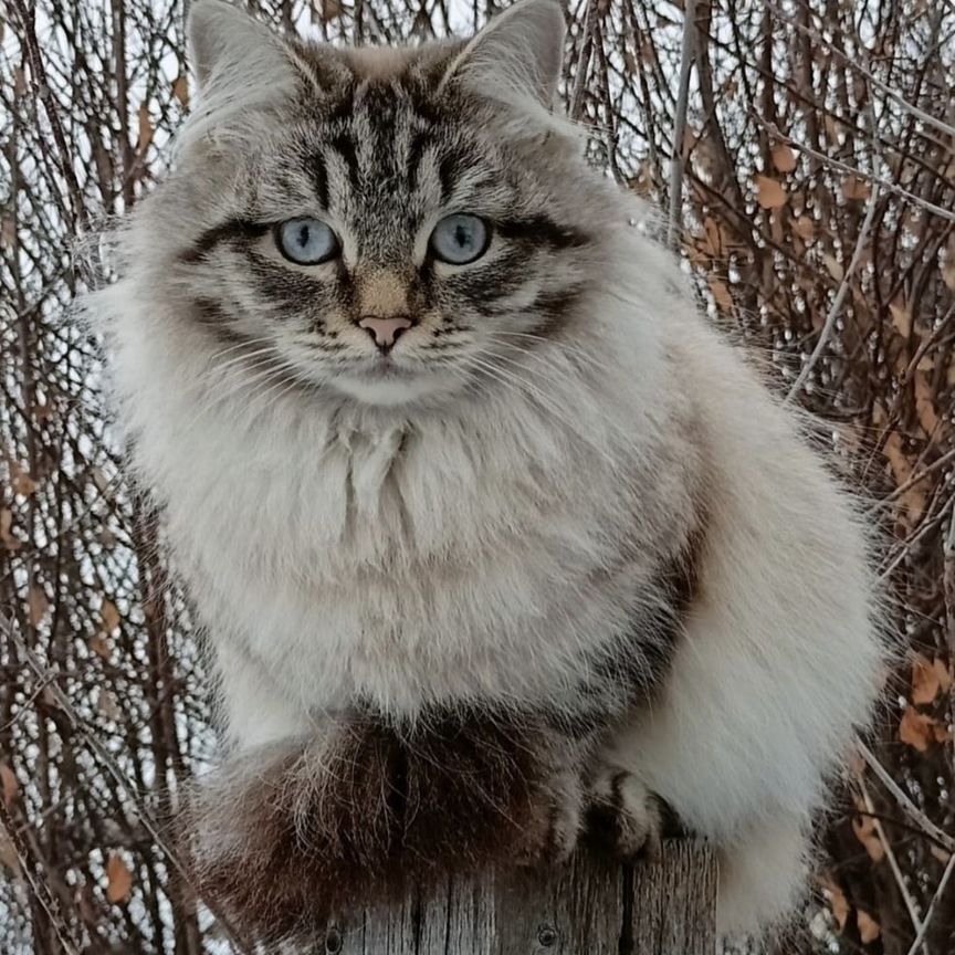 Невская маскарадная кошка, вязка