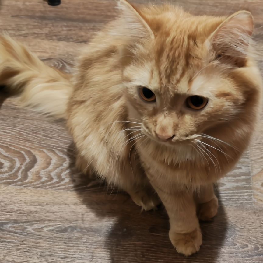 Взрослый кот в добрые руки