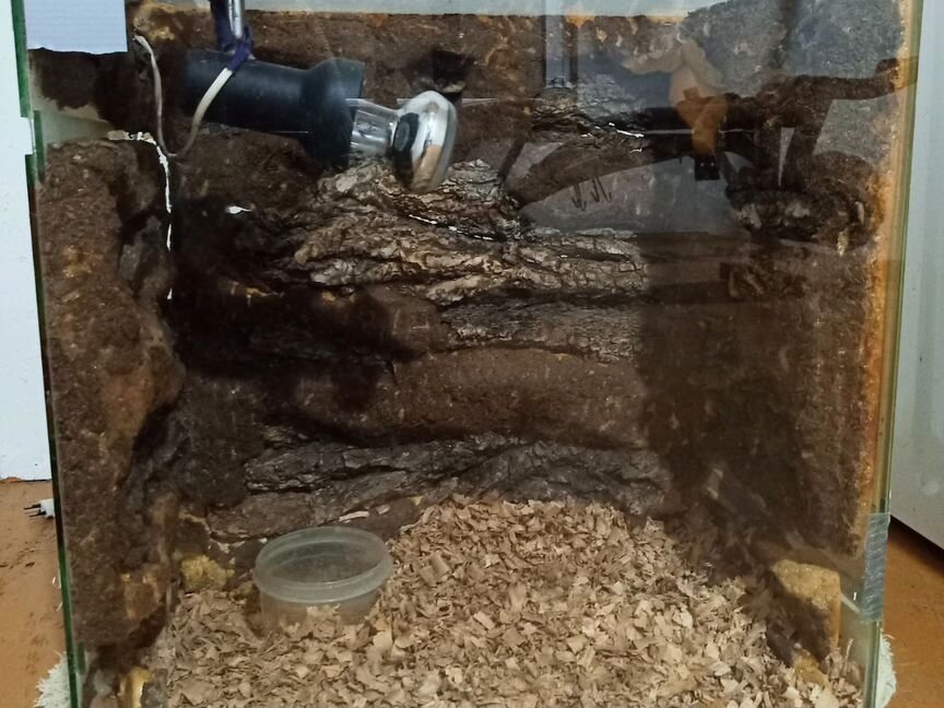 Террариум для рептилий