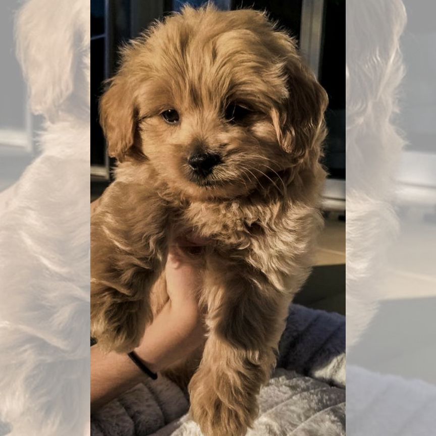 Мальтипу, щенок