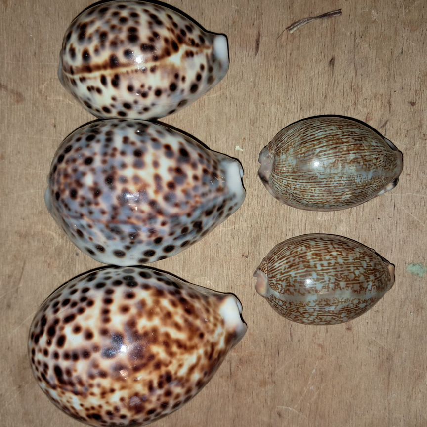 Ракушки океанические