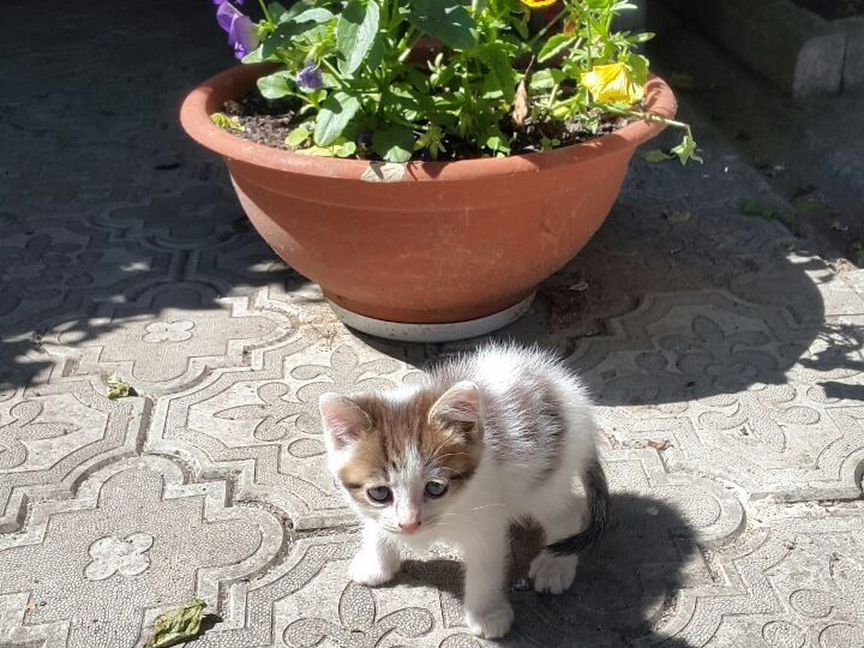 Отдам котят