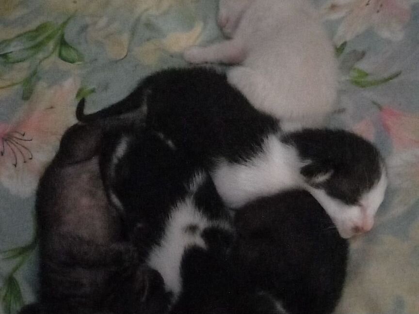 Ориентальные котята