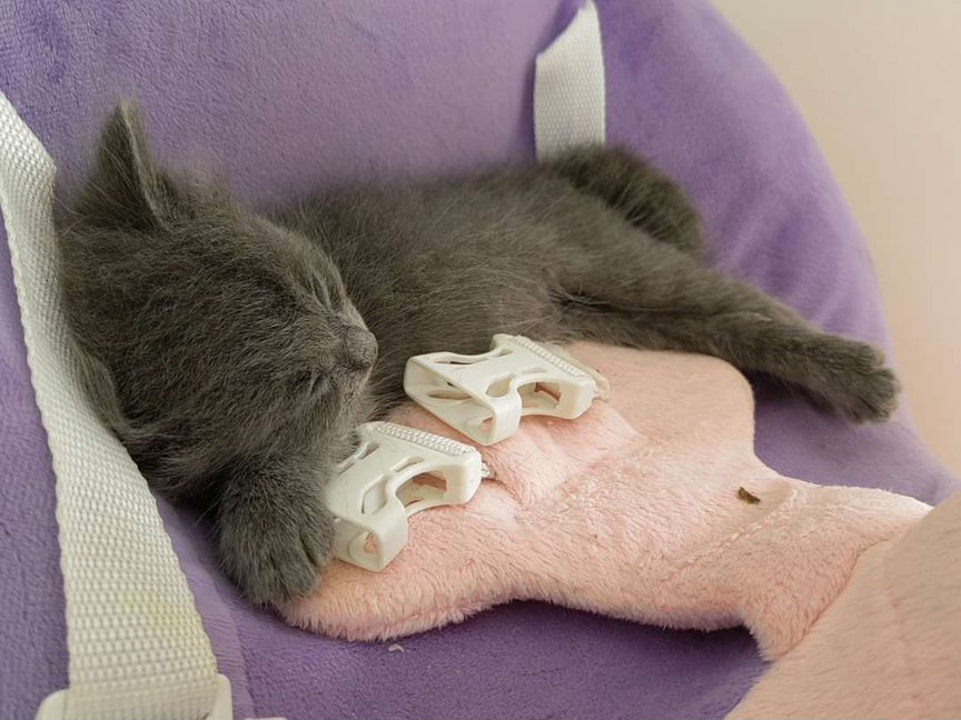 Котята в добрые руки бесплатно