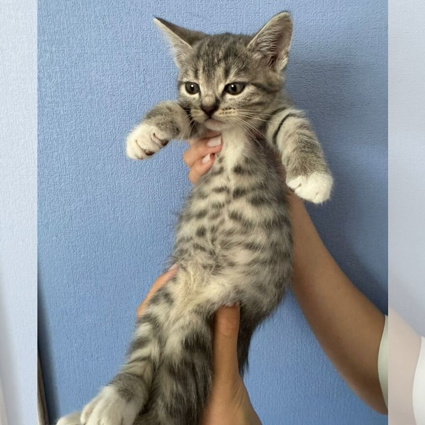 Британские котята