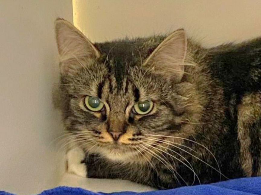 Не надеется