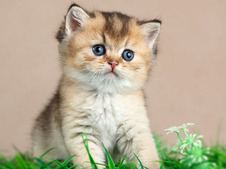 Шотландские золотые котята