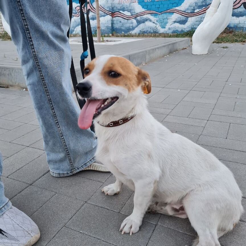 В добрый руки метис Джек Рассел терьера