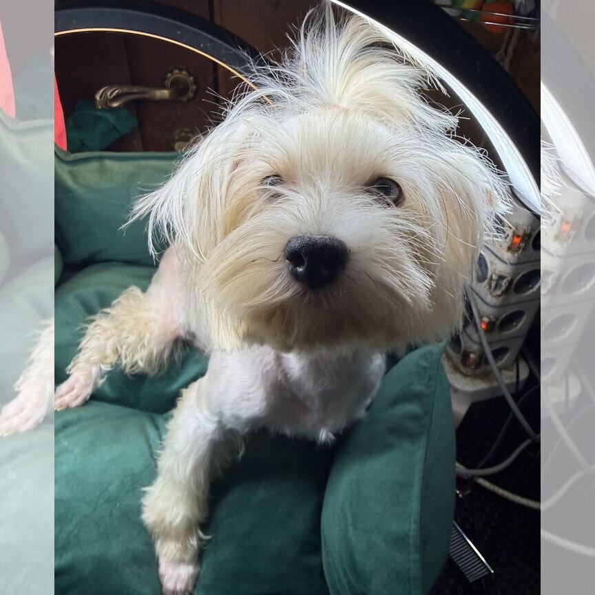 Йоркширский терьер, взрослая собака