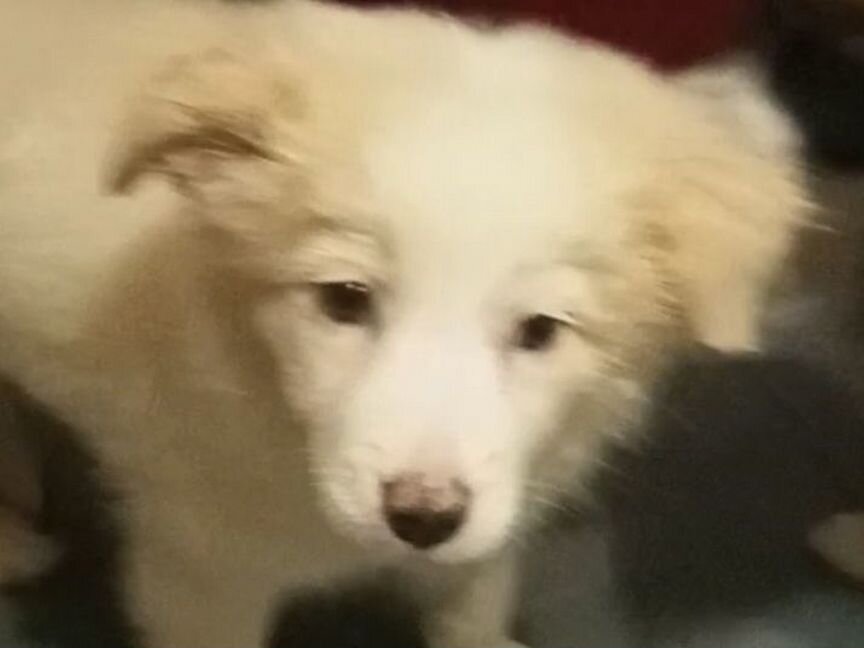 Щенок бордер колли