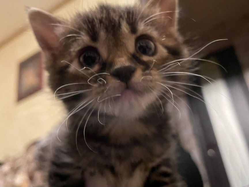 Курильский бобтейл котята