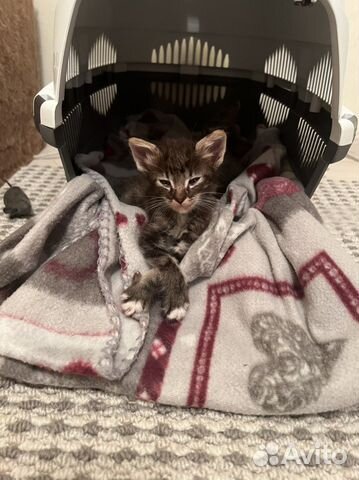 Абиссинские котята