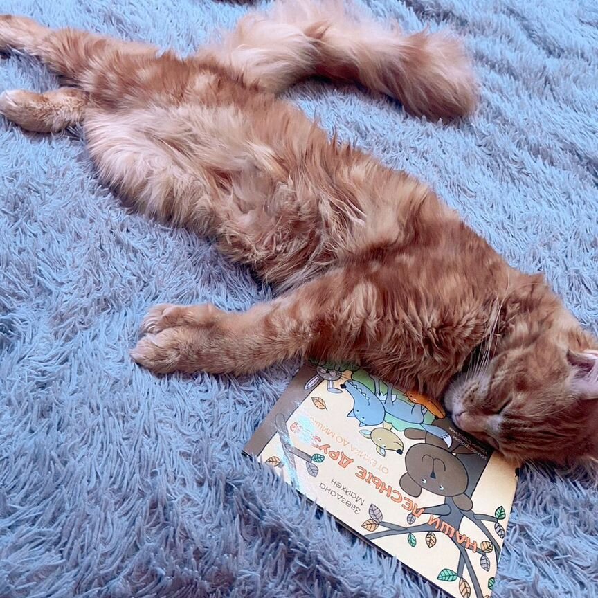 Мейкун бесплатно