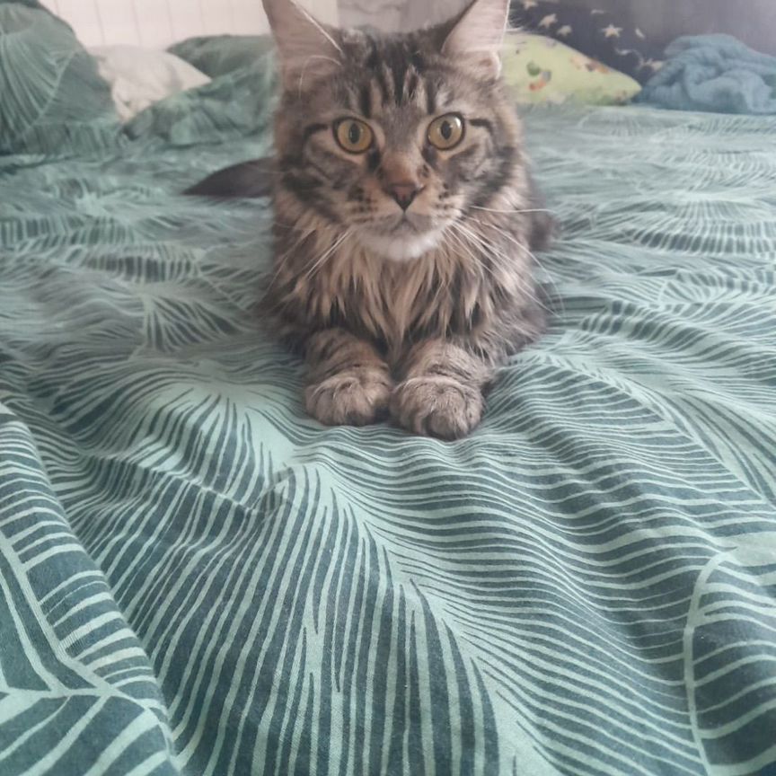 Продам кошку