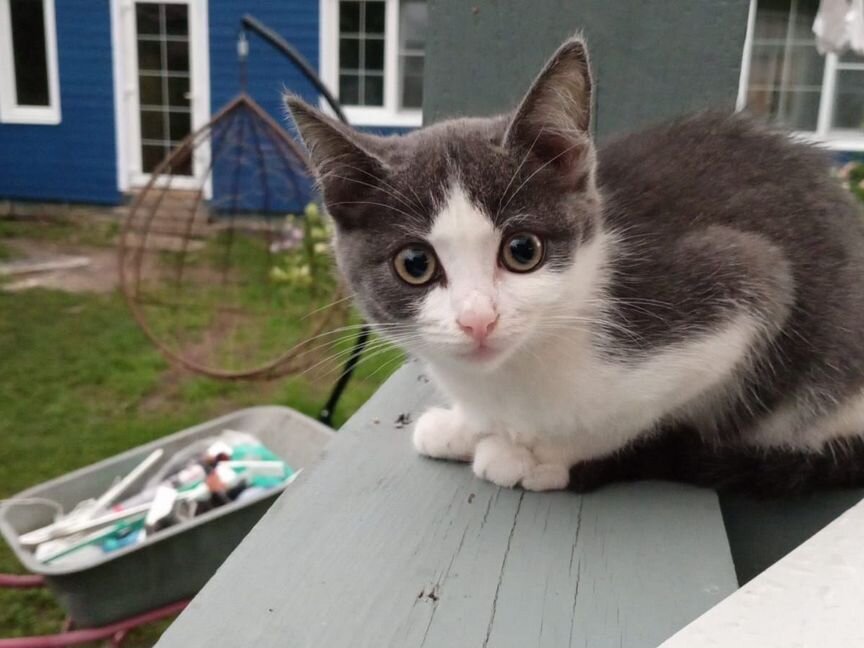 Ласковая кошечка ищет человека