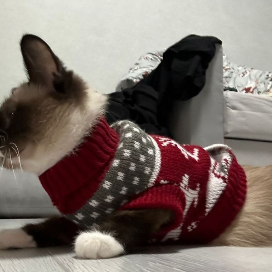 Свитер для кошки, собаки