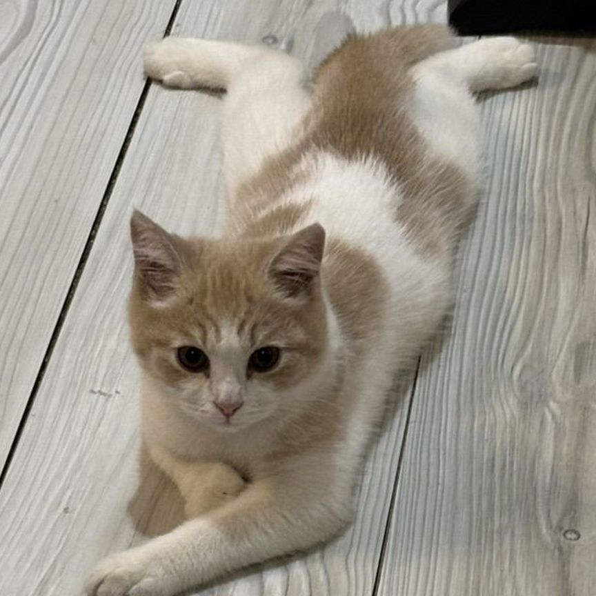 Котёнок в добрые руки