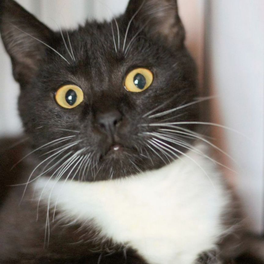 Котенок 5 мес