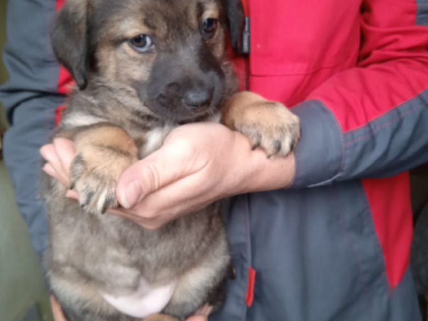 Щеночек в добрые руки