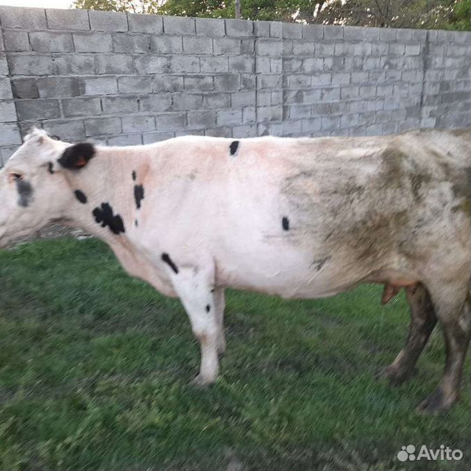 Карова с телёнком и молодые тёлочки