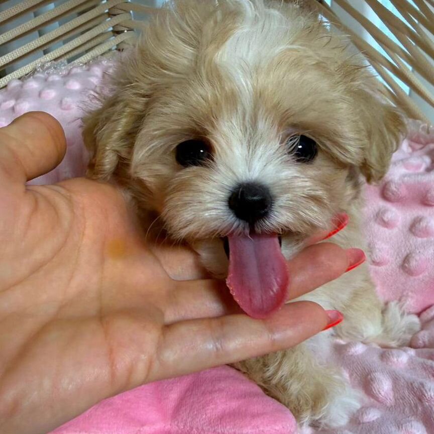 Мальтипу, щенок