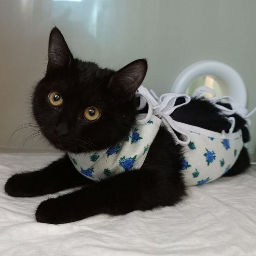 Котята Полли и Молли выпуск 11 марта