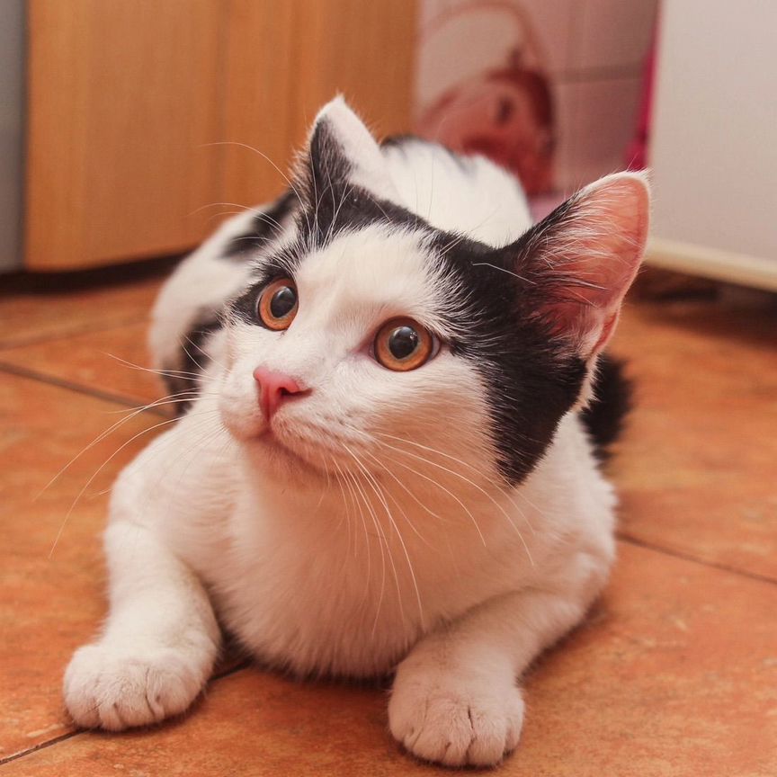 Кот ищет дом
