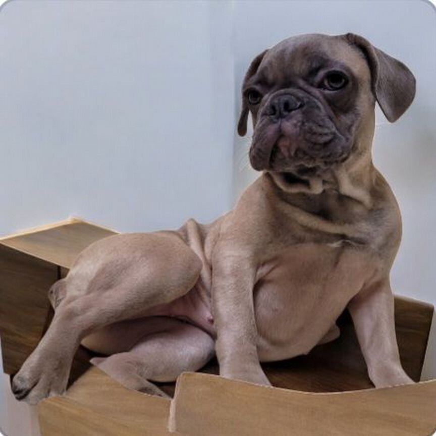 Голубопалевая леди