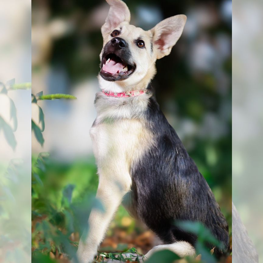 Щенок в добрые руки бесплатно